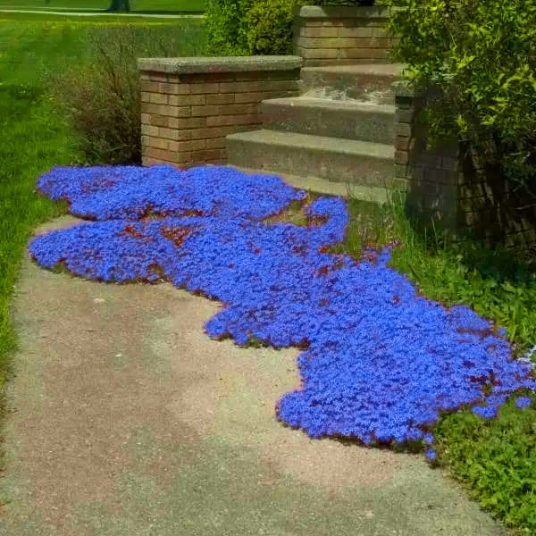 20000+ Blue Creeping Thyme Seeds for Planting Thymus Serpyllum - Heirloom Creeping Thyme Seeds Ground Cover Easy to Plant - Open Pollinated