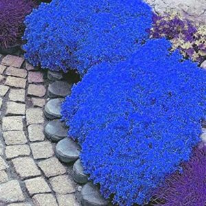 20000+ Blue Creeping Thyme Seeds for Planting Thymus Serpyllum - Heirloom Creeping Thyme Seeds Ground Cover Easy to Plant - Open Pollinated