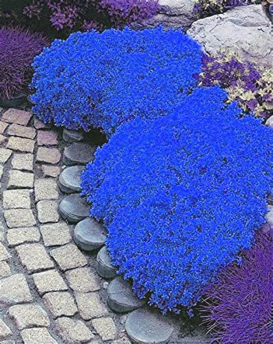 20000+ Blue Creeping Thyme Seeds for Planting Thymus Serpyllum - Heirloom Creeping Thyme Seeds Ground Cover Easy to Plant - Open Pollinated