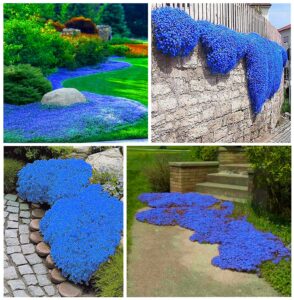 20000+ blue creeping thyme seeds for planting thymus serpyllum - heirloom creeping thyme seeds ground cover easy to plant - open pollinated