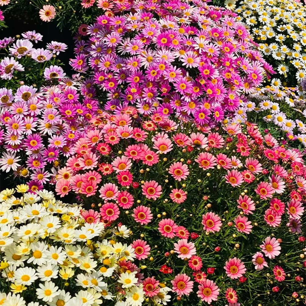 1000+Pyrethrum Seeds for Planting -Pyrethrum Flower Seeds Yellow-Tanacetum Chrysanthemum Plant Garden Flower Seed