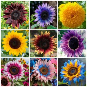 mixed sunflower seeds for planting - 500+ heirloom non-gmo sunflower seeds open pollinated & untreated - attracts butterflies & bees