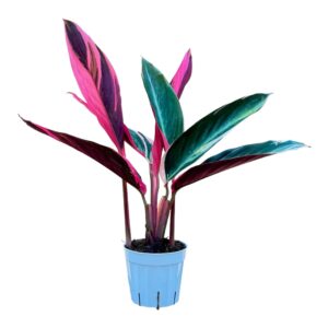 stromanthe triostar - colorful live indoor plant, calathea prayer plant, air purifier & elegant home decor, ideal for room decor, triostar houseplant