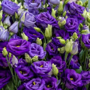 Lisianthus Flower Seeds for Planting - 50 Annual Lisianthus Seeds Double Flower Seeds Non-GMO Heirloom Lisianthus Seeds