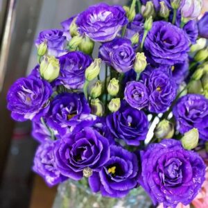 lisianthus flower seeds for planting - 50 annual lisianthus seeds double flower seeds non-gmo heirloom lisianthus seeds