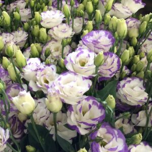 Lisianthus Flower Seeds for Planting - 50 Annual White Purple Lisianthus Double Flower Seeds