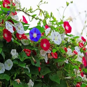 300+ Mixed Morning Glory Seeds for Planting, Wonderful Climbing Heirloom Vine, Beautiful Perennial Flowers, Non - GMO Seeds, Easy to Plant