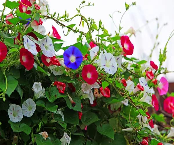 300+ Mixed Morning Glory Seeds for Planting, Wonderful Climbing Heirloom Vine, Beautiful Perennial Flowers, Non - GMO Seeds, Easy to Plant