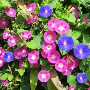 300+ Mixed Morning Glory Seeds for Planting, Wonderful Climbing Heirloom Vine, Beautiful Perennial Flowers, Non - GMO Seeds, Easy to Plant