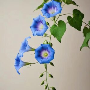 300+ Mixed Morning Glory Seeds for Planting, Wonderful Climbing Heirloom Vine, Beautiful Perennial Flowers, Non - GMO Seeds, Easy to Plant