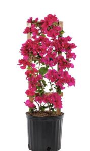 bougainvillea live well established plant in 6" pot with trellis assorted bright colors flowering vine indoor/outdoor perinneal/annual