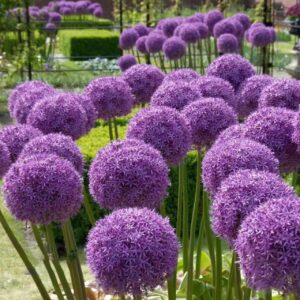 allium giganteum flower seeds, allium seeds, pack of 150 flower seeds for planting