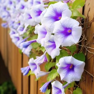 300+ Mixed Morning Glory Seeds for Planting, Wonderful Climbing Heirloom Vine, Beautiful Perennial Flowers, Non - GMO Seeds, Easy to Plant