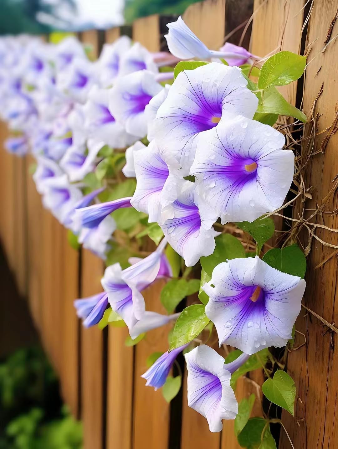 300+ Mixed Morning Glory Seeds for Planting, Wonderful Climbing Heirloom Vine, Beautiful Perennial Flowers, Non - GMO Seeds, Easy to Plant