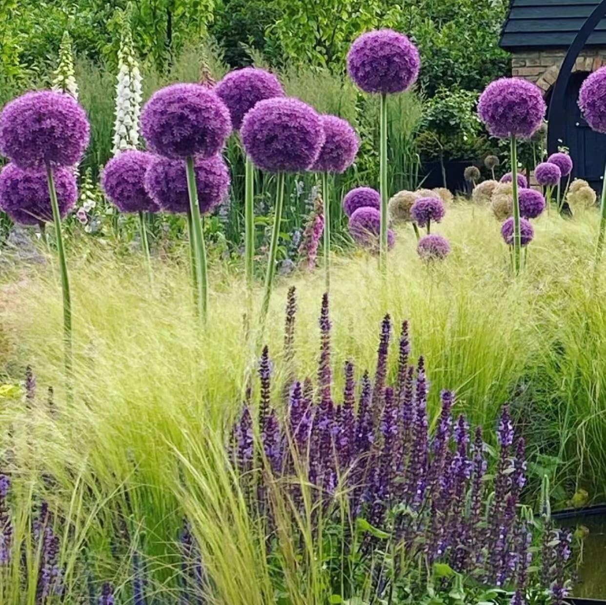 Allium Giganteum Flower Seeds, Allium Seeds, Pack of 150 Flower Seeds for Planting