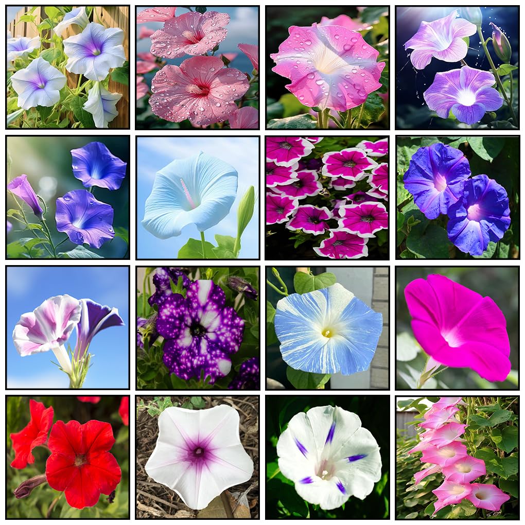 300+ Mixed Morning Glory Seeds for Planting, Wonderful Climbing Heirloom Vine, Beautiful Perennial Flowers, Non - GMO Seeds, Easy to Plant