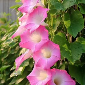 300+ Mixed Morning Glory Seeds for Planting, Wonderful Climbing Heirloom Vine, Beautiful Perennial Flowers, Non - GMO Seeds, Easy to Plant