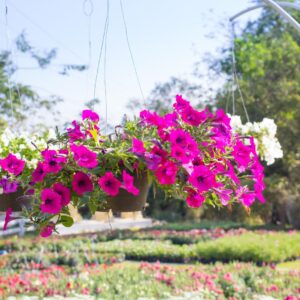 300+ Mixed Morning Glory Seeds for Planting, Wonderful Climbing Heirloom Vine, Beautiful Perennial Flowers, Non - GMO Seeds, Easy to Plant