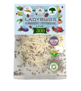 live ladybugs - good bugs for garden - hippodamia convergens - guaranteed live delivery!… (ladybugs, 300, count)