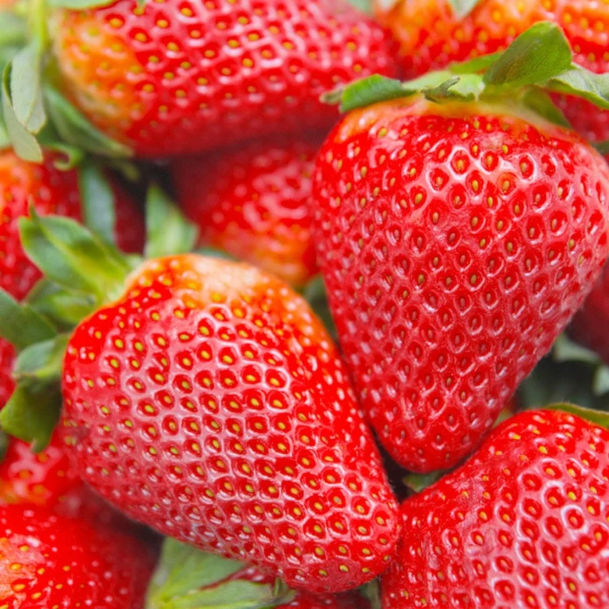 ZEshops 200pcs Cream Strawberry Seeds - Hardy Perennial Herb, Fall & Spring Planting, Vibrant Multi-Color Harvest (Red Strawberry)