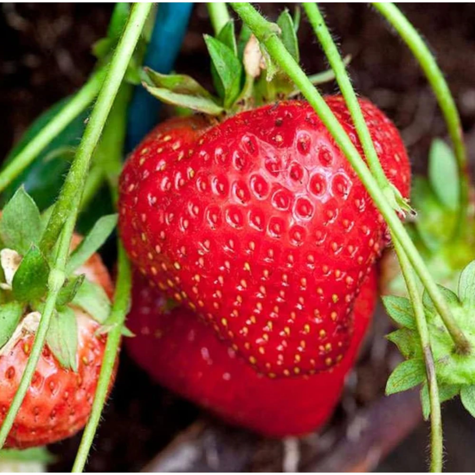 ZEshops 200pcs Cream Strawberry Seeds - Hardy Perennial Herb, Fall & Spring Planting, Vibrant Multi-Color Harvest (Red Strawberry)