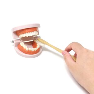 Honbay 1PCS Plastic Standard Teeth Model Adult Mouth Dental Demonstration Model with Toothbrush for Teaching Supplies and Clean Display