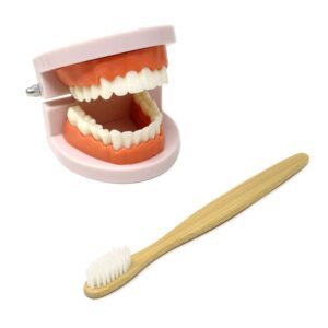 honbay 1pcs plastic standard teeth model adult mouth dental demonstration model with toothbrush for teaching supplies and clean display