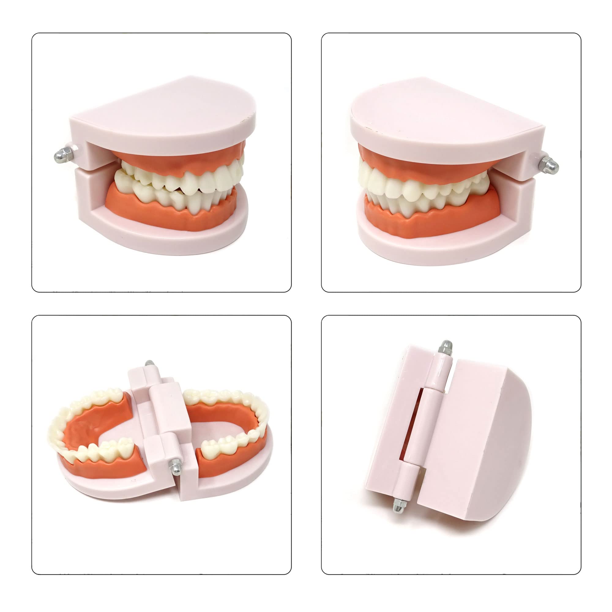 Honbay 1PCS Plastic Standard Teeth Model Adult Mouth Dental Demonstration Model with Toothbrush for Teaching Supplies and Clean Display