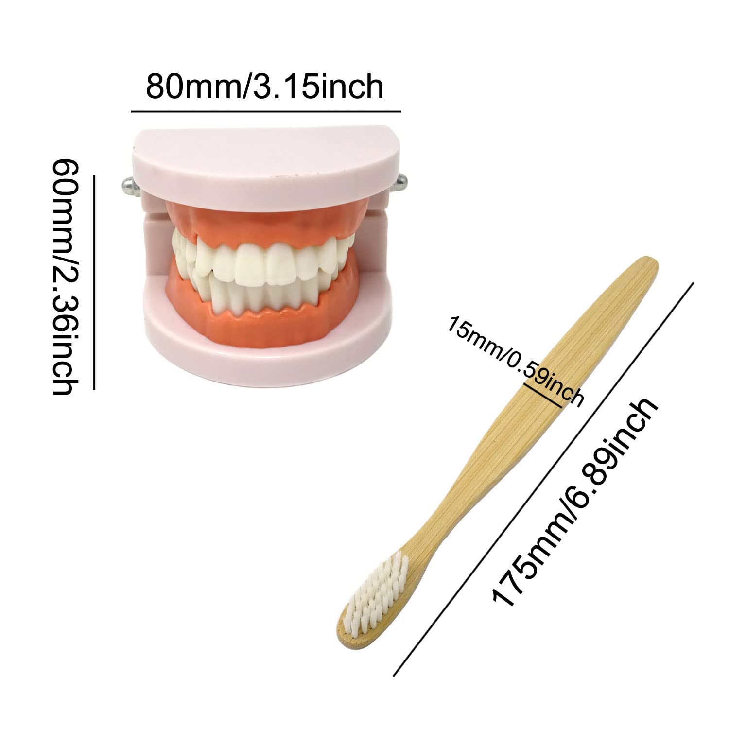 Honbay 1PCS Plastic Standard Teeth Model Adult Mouth Dental Demonstration Model with Toothbrush for Teaching Supplies and Clean Display