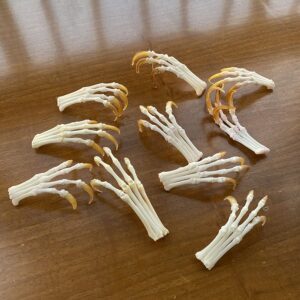 10pcs real skull red fox, silver fox, cross fox feet articulated bones claws paws taxidermy &