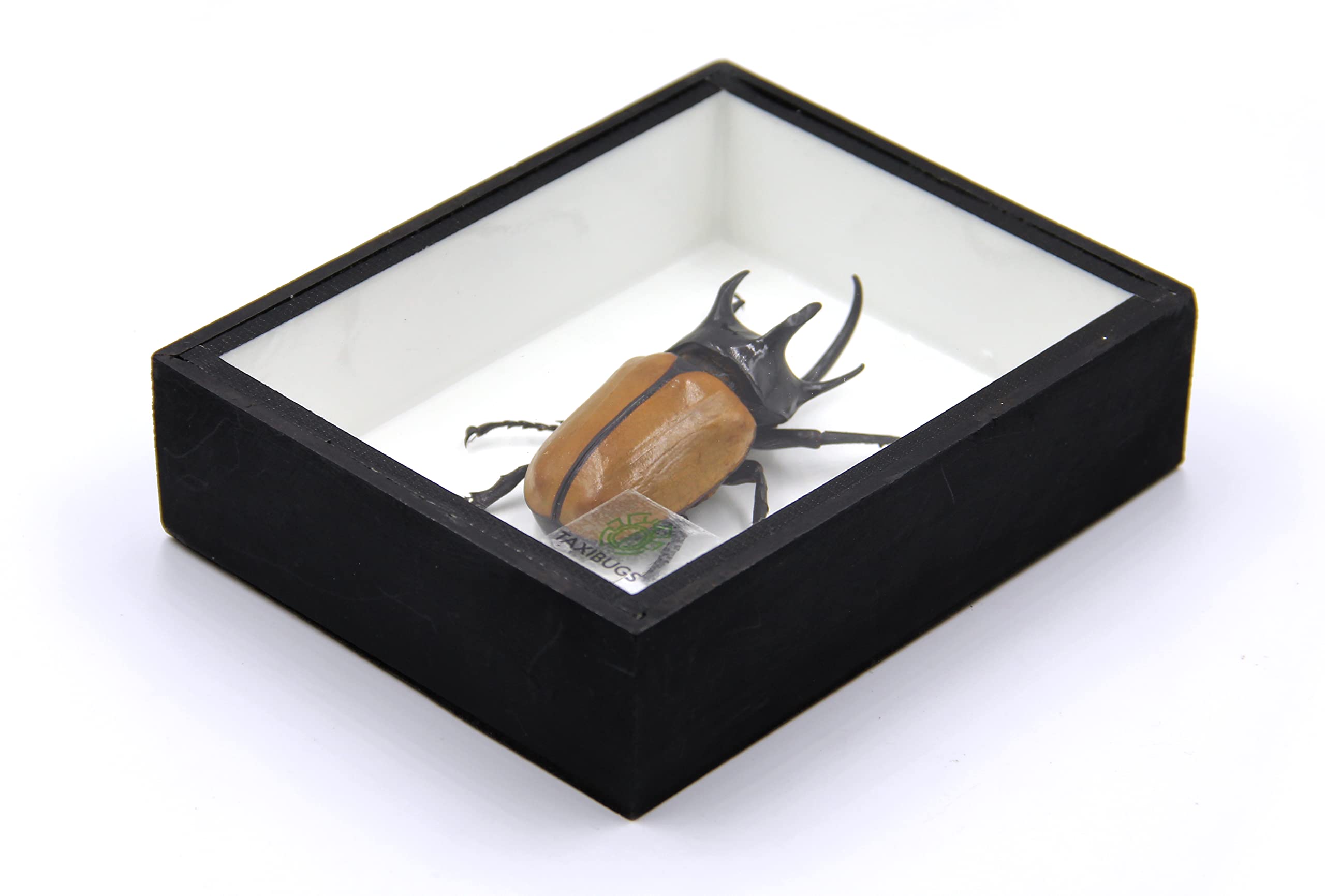 Rare Giant 5 Horn Rhino/Rhinoceros Beetle, Eupatorus gracilicornis, Taxidermy Insect Box Entomology Gift (Black Wooden Box)