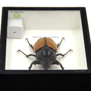 Rare Giant 5 Horn Rhino/Rhinoceros Beetle, Eupatorus gracilicornis, Taxidermy Insect Box Entomology Gift (Black Wooden Box)