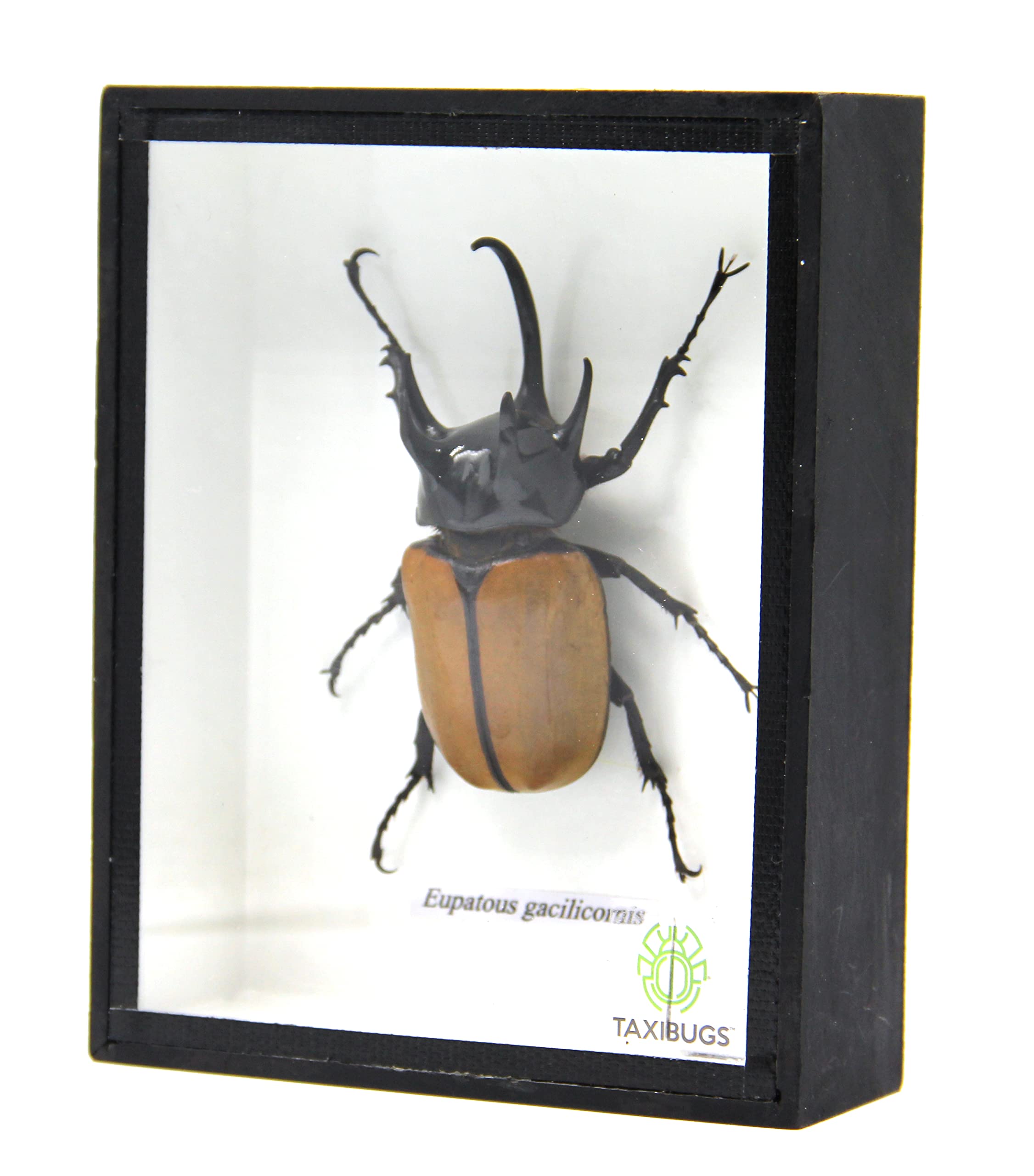 Rare Giant 5 Horn Rhino/Rhinoceros Beetle, Eupatorus gracilicornis, Taxidermy Insect Box Entomology Gift (Black Wooden Box)