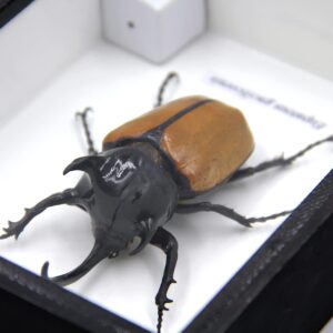 Rare Giant 5 Horn Rhino/Rhinoceros Beetle, Eupatorus gracilicornis, Taxidermy Insect Box Entomology Gift (Black Wooden Box)