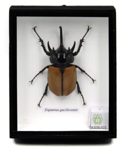 rare giant 5 horn rhino/rhinoceros beetle, eupatorus gracilicornis, taxidermy insect box entomology gift (black wooden box)