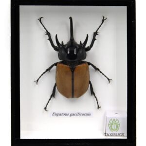 Rare Giant 5 Horn Rhino/Rhinoceros Beetle, Eupatorus gracilicornis, Taxidermy Insect Box Entomology Gift (Black Wooden Box)