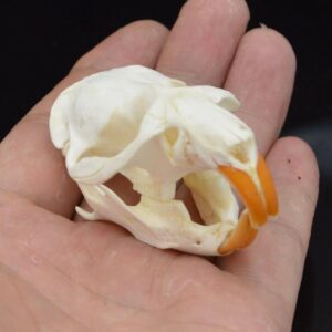 1pcs,5pcs,10pcs ondatra zibethicus muskrat skull real bone skeleton biology taxidermy animal skeleton animal bones yllxyr.asahi (1pcs)