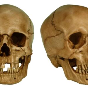 Nose Desserts Life Size Model Human Skull Replica Aged EARTH-BROWN Relic - FACTORY SECOND TIER 2nd - Life Size Reproduction