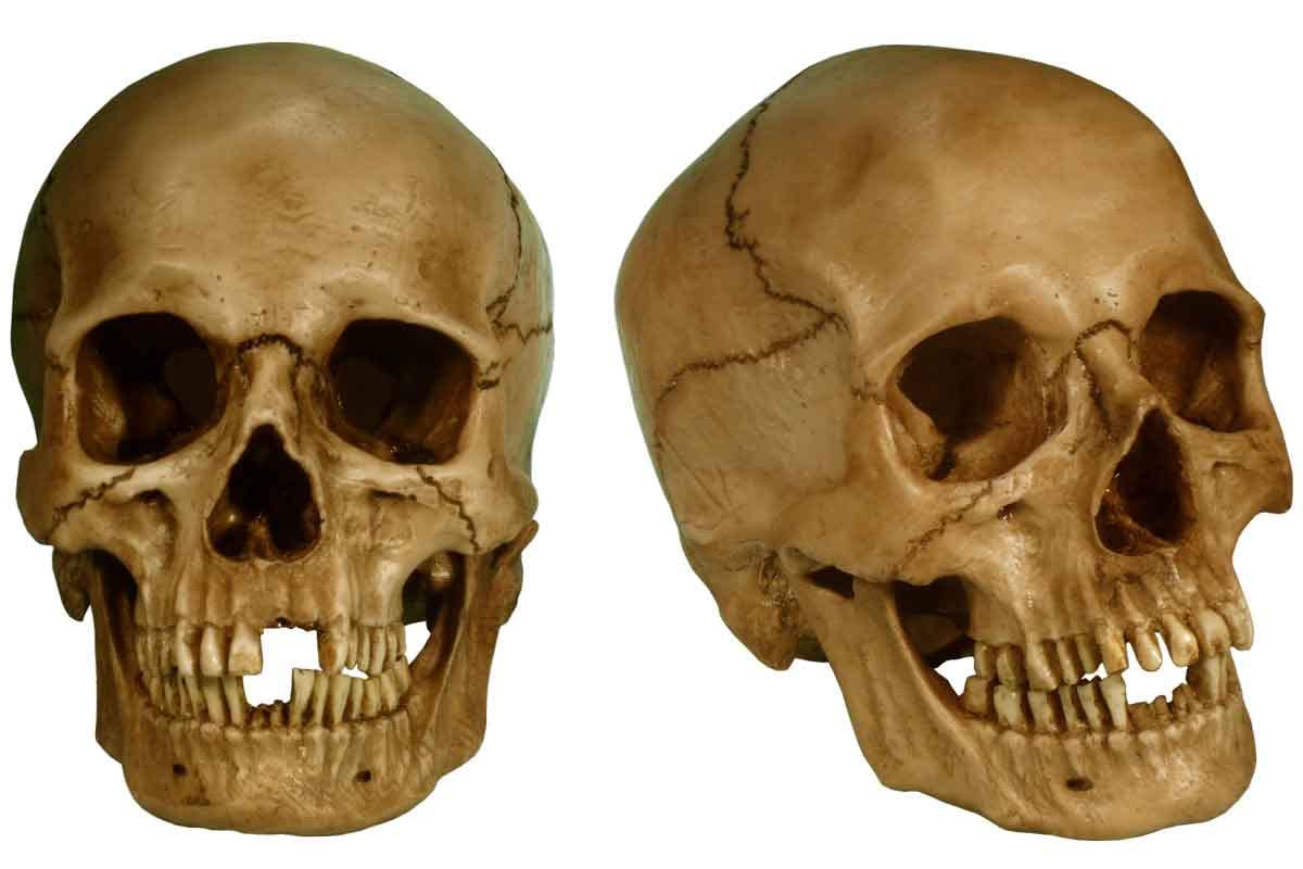 Nose Desserts Life Size Model Human Skull Replica Aged EARTH-BROWN Relic - FACTORY SECOND TIER 2nd - Life Size Reproduction