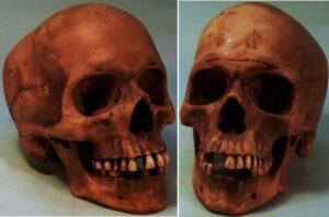 nose desserts life size model human skull replica aged earth-brown relic - factory second tier 2nd - life size reproduction