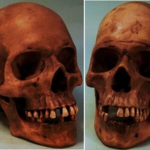 Nose Desserts Life Size Model Human Skull Replica Aged EARTH-BROWN Relic - FACTORY SECOND TIER 2nd - Life Size Reproduction