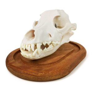 benilev dog skull anatomy model, 3 part life size replica realistic animal head bone medical dog skull anatomical model for anatomy and physiology education learning teaching or display prop