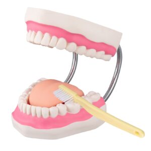 healthible tooth brushing model - 6 time tongue teeth model mouth model for speech therapy kids dental care teaching demonstration model