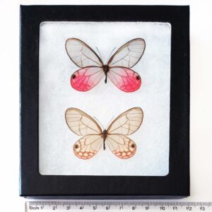 bicbugs cithaerias merolina pair male female pink clear wing butterflies peru framed