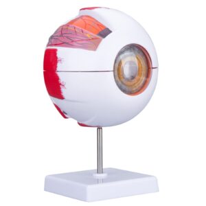 healthible human eye model anatomy, removable 6 times anatomical eyeball model with display base, medical eye ball model for school and clinic