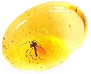 genuine fossil baltic amber with inclusion with magnifying box/beautiful museum grade