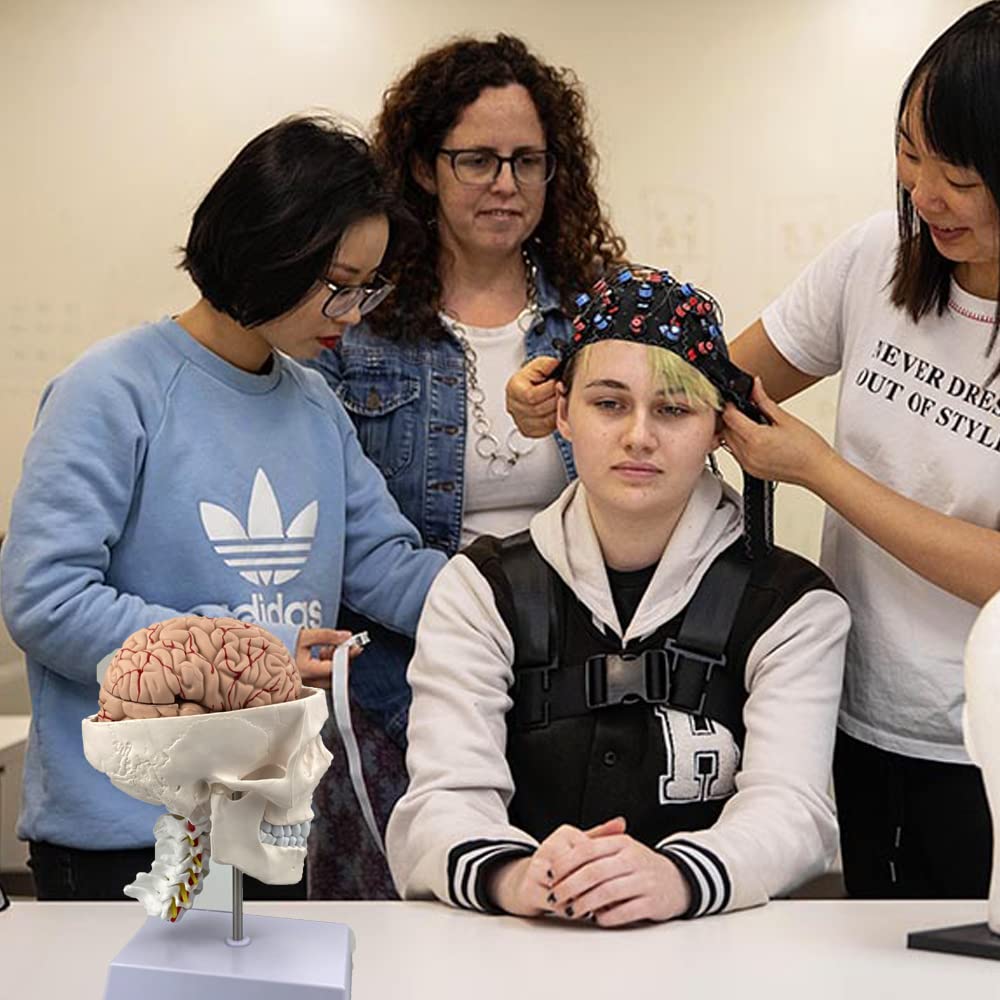 Human Skull and Brain Anatomy Model Life-Size with Cervical Vertebra & Base for Classroom Medical Neuroscience Anatomy Teaching & Studying