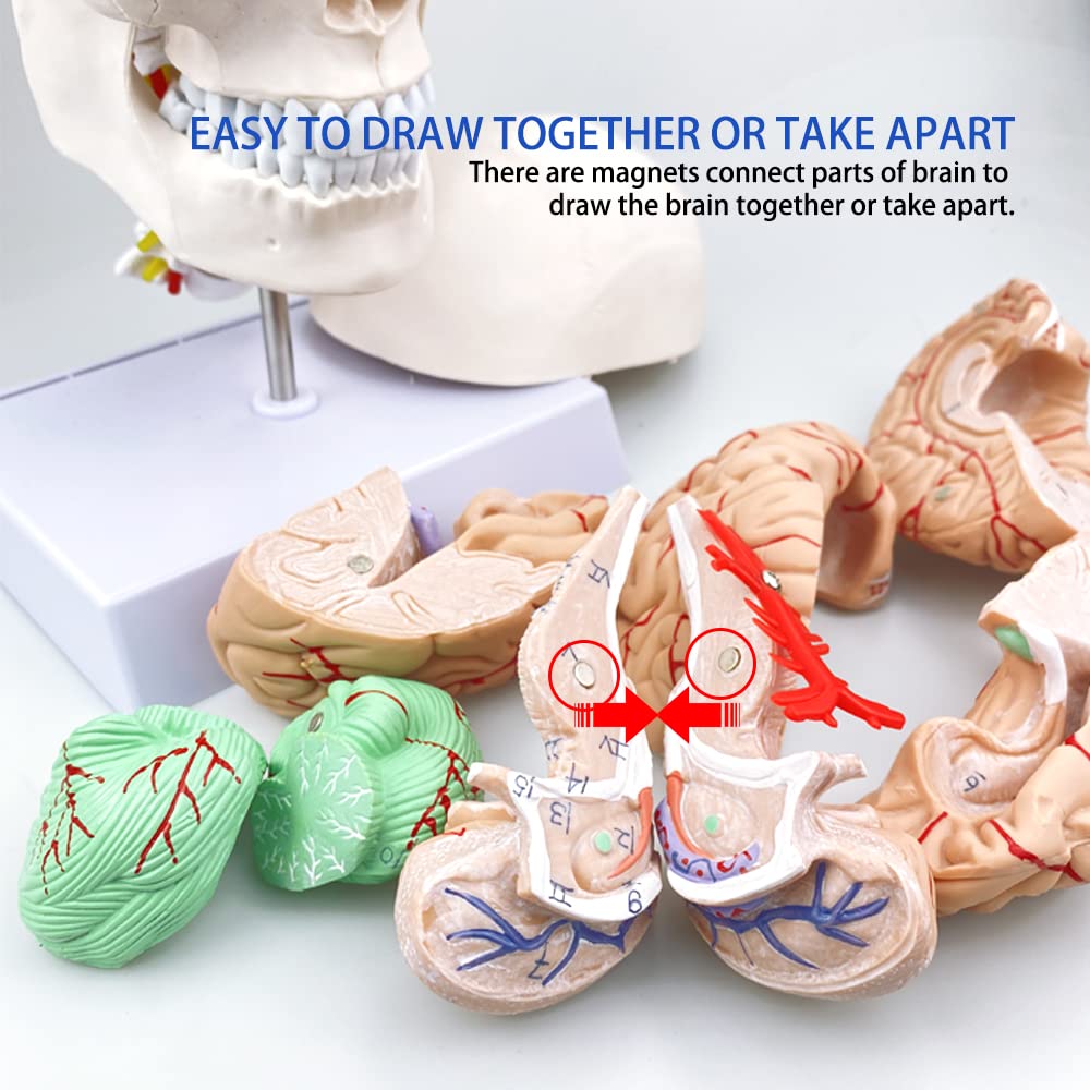 Human Skull and Brain Anatomy Model Life-Size with Cervical Vertebra & Base for Classroom Medical Neuroscience Anatomy Teaching & Studying