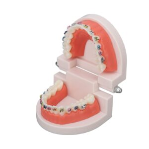 typodonts orthodontics demonstration model, dental orthodontic model with metal wires and bracket teaching for adults and children learning