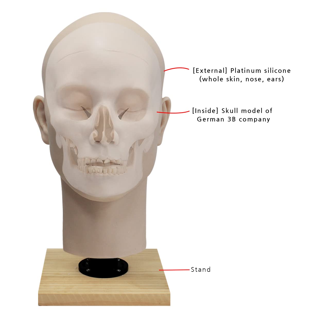 SFXKOREA SFX.Silicone Dummy Head (Man 1), Medical Research and Testing, Medical Demonstration, Medical Training, Hairdressing Training, Display Manequin